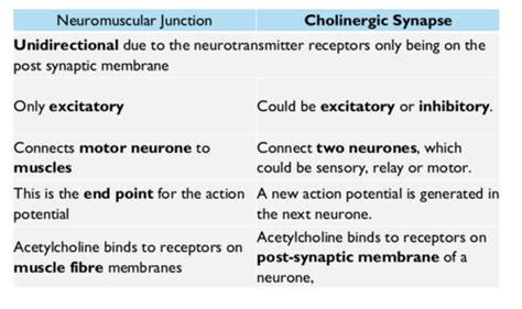 Neuromuscular Junctions Flashcards Quizlet