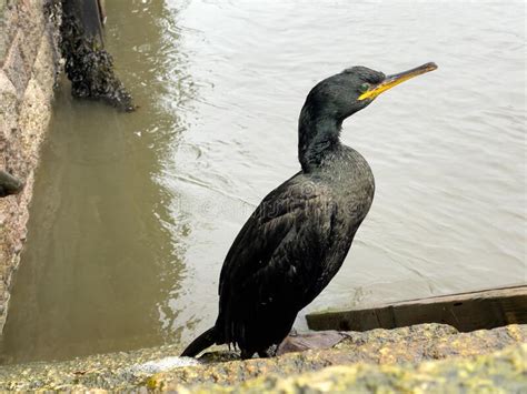 Cormorant Phalacrocorax Carbo Resting On Stone Steps In Looe Cornwall Stock Image Image Of