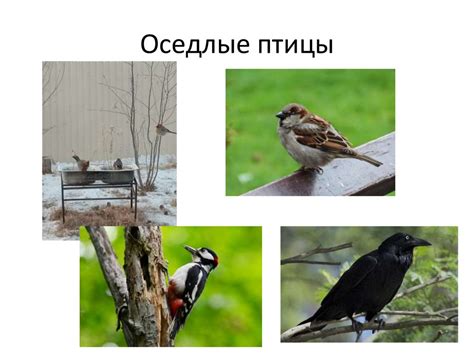 Оседлые кочующие перелётные птицы презентация онлайн