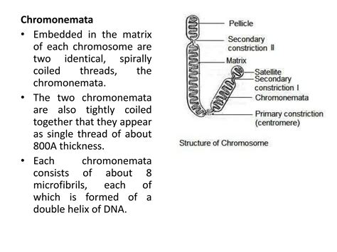 Chromosome Structureppt Principals Of Genetics Ppt Genetics Science
