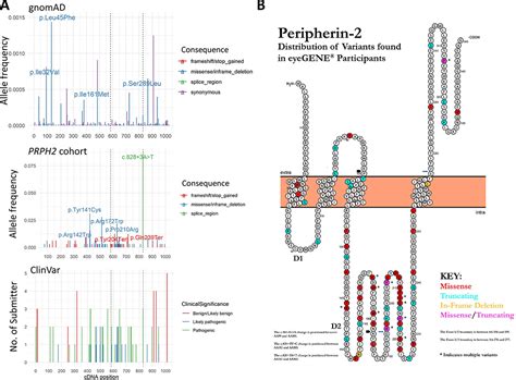 Genotype Phenotype Associations In A Large Prph2 Related Retinopathy