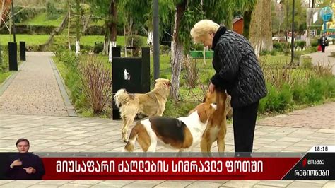 მიუსაფარი ძაღლების სიმრავლე ფოთში Youtube