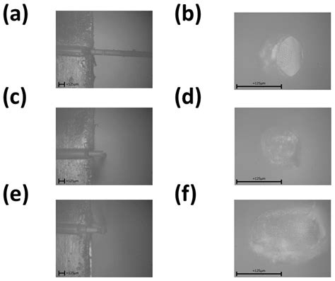 Rapid Prototyping For Nanoparticle Based Photonic Crystal Fiber Sensors