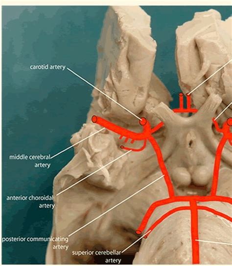 Brain Parts Functions Supplied By Flashcards Memorang Brain Parts Functions Supplied By Flashcards Memorang
