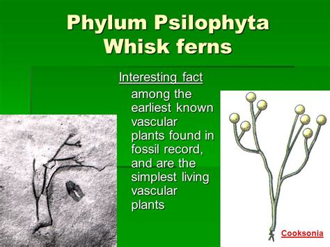 Phylum Psilophyta