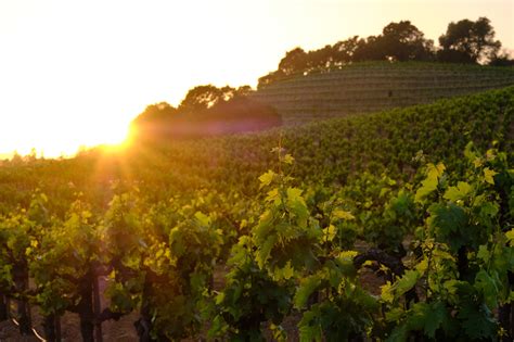 Sonoma Valley Wine Kenneth Juhasz Of Auteur Wines Signature Sonoma
