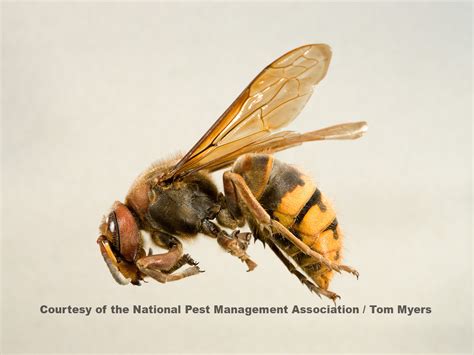 European Hornet Extermination Removal Information