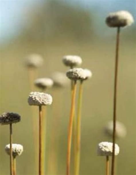 THE PLANT | Golden Grass