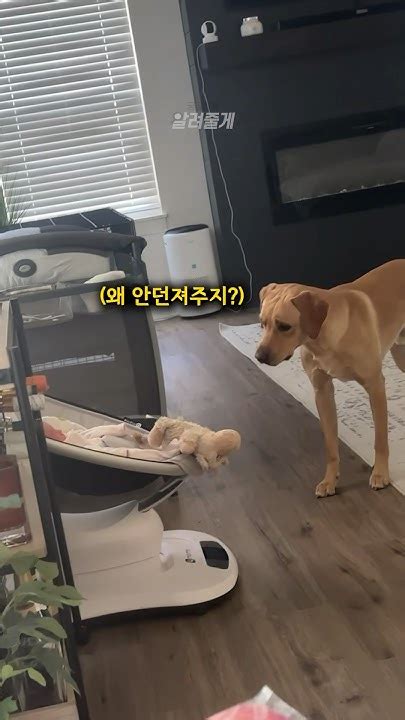 어 이게 아닌데 강아지가 아기에게 장난감을 가져온 이유 Youtube