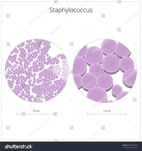 Staphylococcus Bacterium Vector Illustration Stock Vector Royalty Free 307018400 Shutterstock