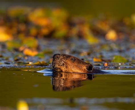 Other Wildlife Flickr Other Wildlife Flickr