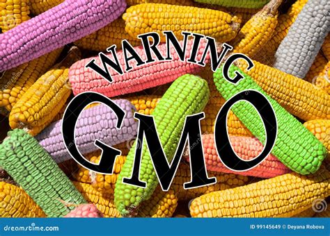 Corn Cobs Symbolizing Gmo Stock Image Image Of Biology 99145649