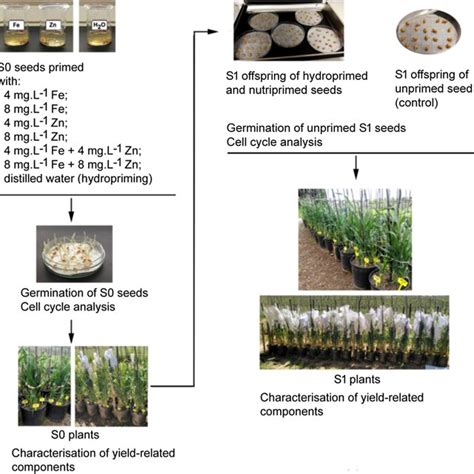Schematic Representation Of The Experiments And Analyses Performed In