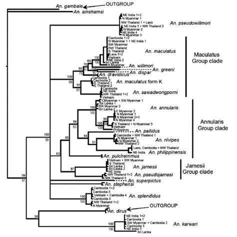bayesian 50 majority rule consensus tree obtained through analysis of