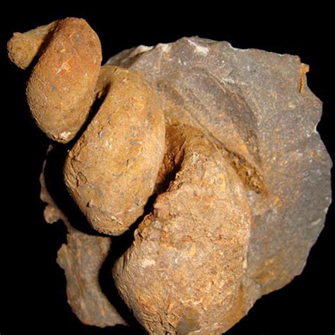 Gastropod Fossil From Morocco For Sale Fossilsplus