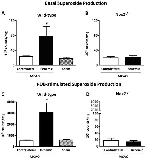 Effect Of Cerebral Ischemia Reperfusion On Vascular Superoxide