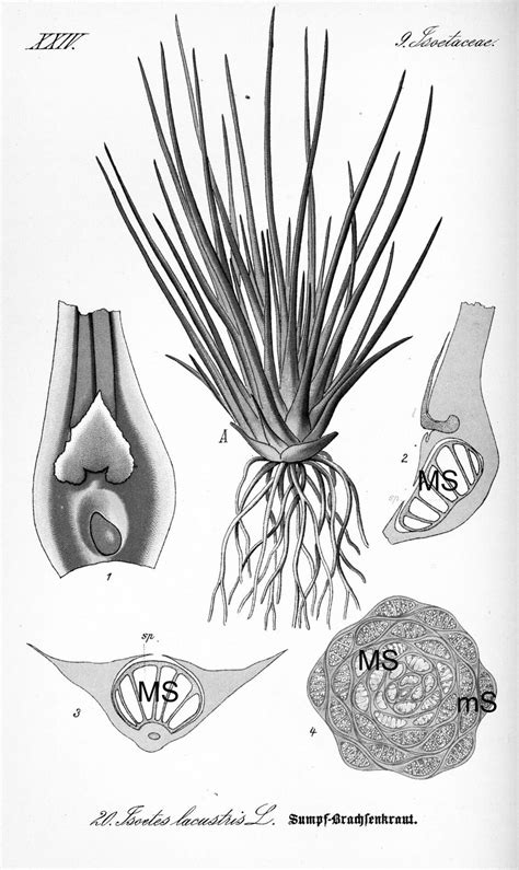 Lycophytes Diversité Polysporangiophytes Et Trachéophytes Diversité Et Classification Des