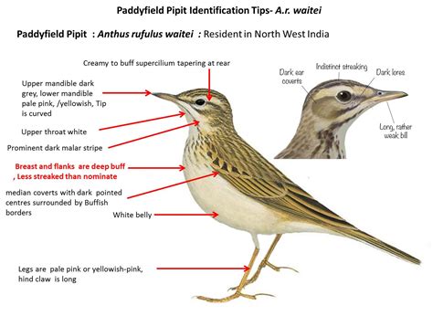 Paddy Field Pipit Detail Ogaclicks