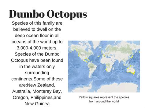 The Dumbo Octopus And Facts About Its Species Pdf