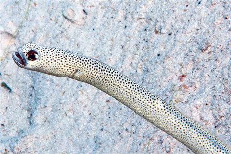 Heteroconger Guttatus A New Garden Eel Species From The Birds Head