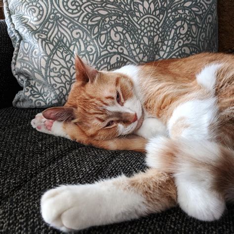 Kitty Scrolller