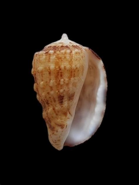 Morum Mariaodeteae 3606378