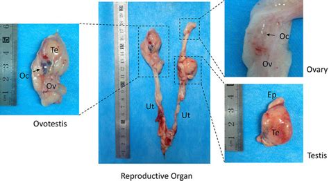 Macroscopic Overview Of The Internal Genital Structures From Sry Mutant Download Scientific