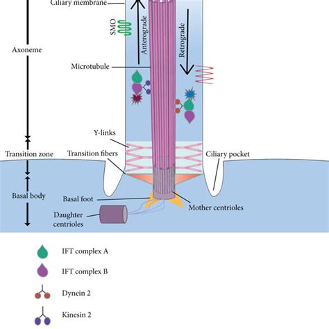 The Protein Or Signaling Factors In The Chondrocyte Primary Cilia