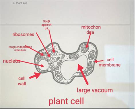 [solved] part 2 working with models recognizing structures in cell