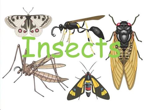 Insects Pptx