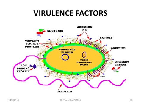 Pathogenesis I Bacterial Virulence Factors