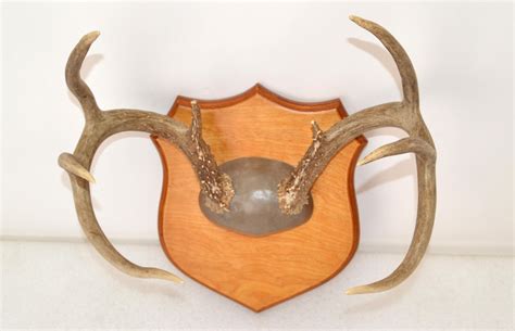 Rustic Taxidermy White Tail Deer Buck Antlers Horns On Wall Mounted