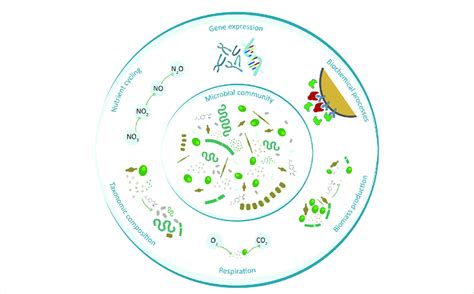 Examples Of Processes And Features Of The Microbial Community That Are Download Scientific
