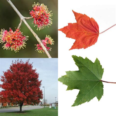 Trees Flashcards Quizlet