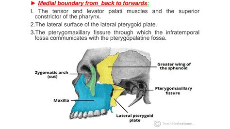 Solution Infratemporal Fossa 2023 Studypool