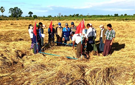 ကျွန်းလှမြို့နယ်၌ ယခုနှစ် မိုးစပါး ၃၄၀၉၃ ဧက ရာနှုန်းပြည့်ရိတ်သိမ်းပြီး
