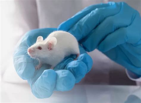 Sprague Dawley® Rat Outbred Research Model Taconic Biosciences
