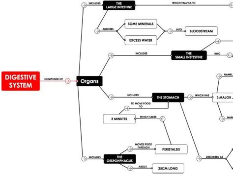 Digestive System Concept Map Teaching Resources