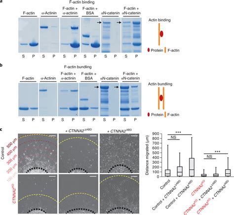Recombinant αn Catenin Associates With F Actin And The Actin Binding