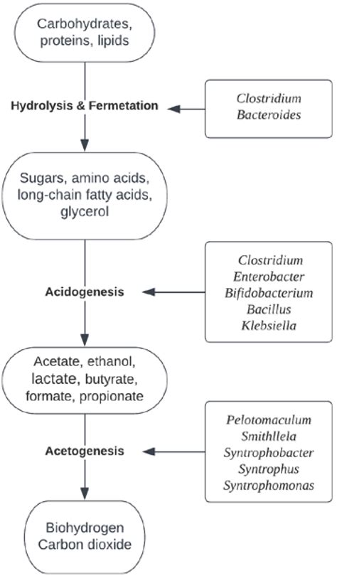 Biological Processes For Hydrogen Production Encyclopedia Mdpi