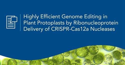 Yunsik Kim On Linkedin Crispr Cas12a