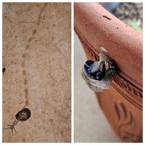 This Snail‘s Trail Looked Like He Was Hopping And Then He Hung Out On
