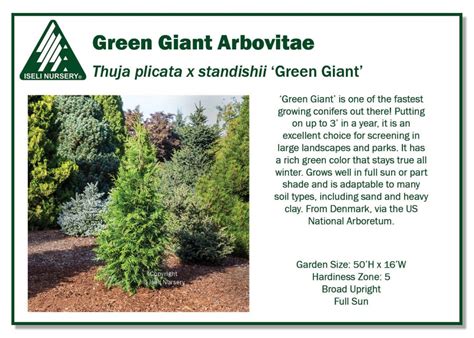 Thuja Plicata X Standishii ‘green Giant