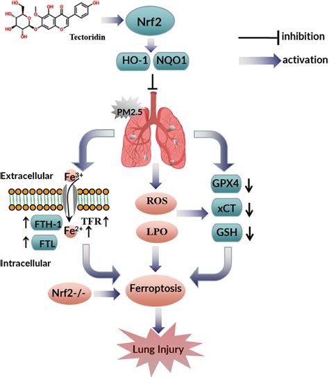 Activation Of Nrf2 Signalling Pathway By Tectoridin Protects Against