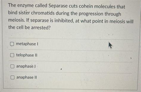 Solved The Enzyme Called Separase Cuts Cohein Molecules That