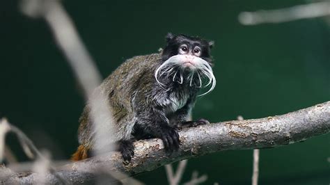 Featured Animals Emperor Tamarin Cmzoo