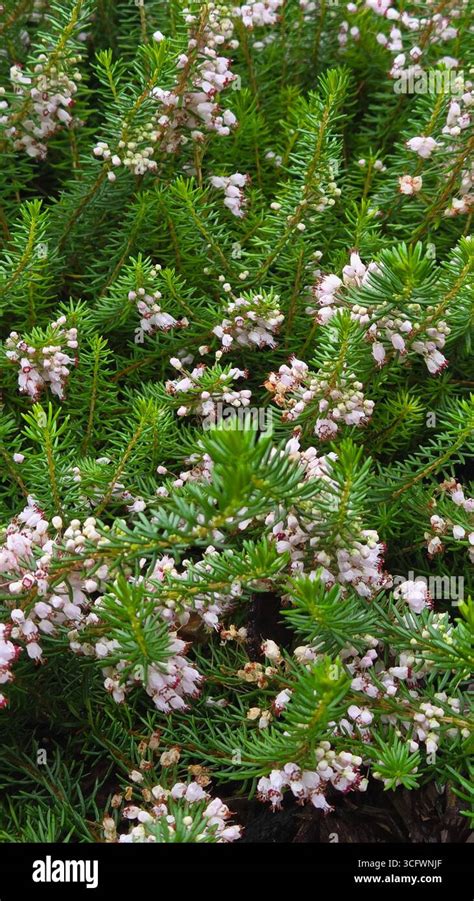 Erica Heather Shrub With Pink Flowers For Garden Landscaping Stock