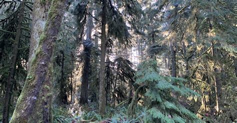 Worksafebc Certificate Of Recognition Cor The Bc Forest Safety Council