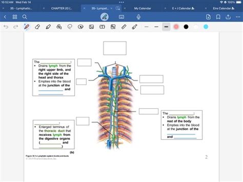 Lymphatic System Lab A P 2 Flashcards Quizlet