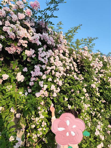 Josie Xiao On Linkedin Summer Is The Season Of Flowers